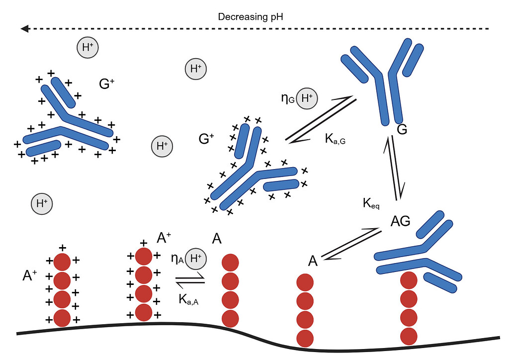 An example to use ACT isotherm for protein A affinity chromatography ...